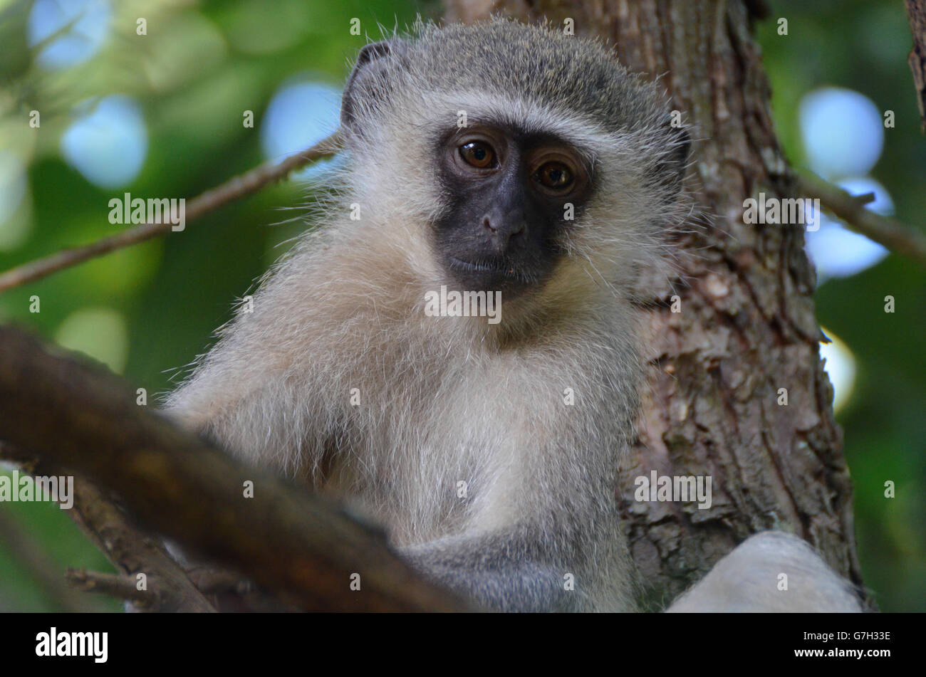 A gentle face in the treetop Stock Photo - Alamy
