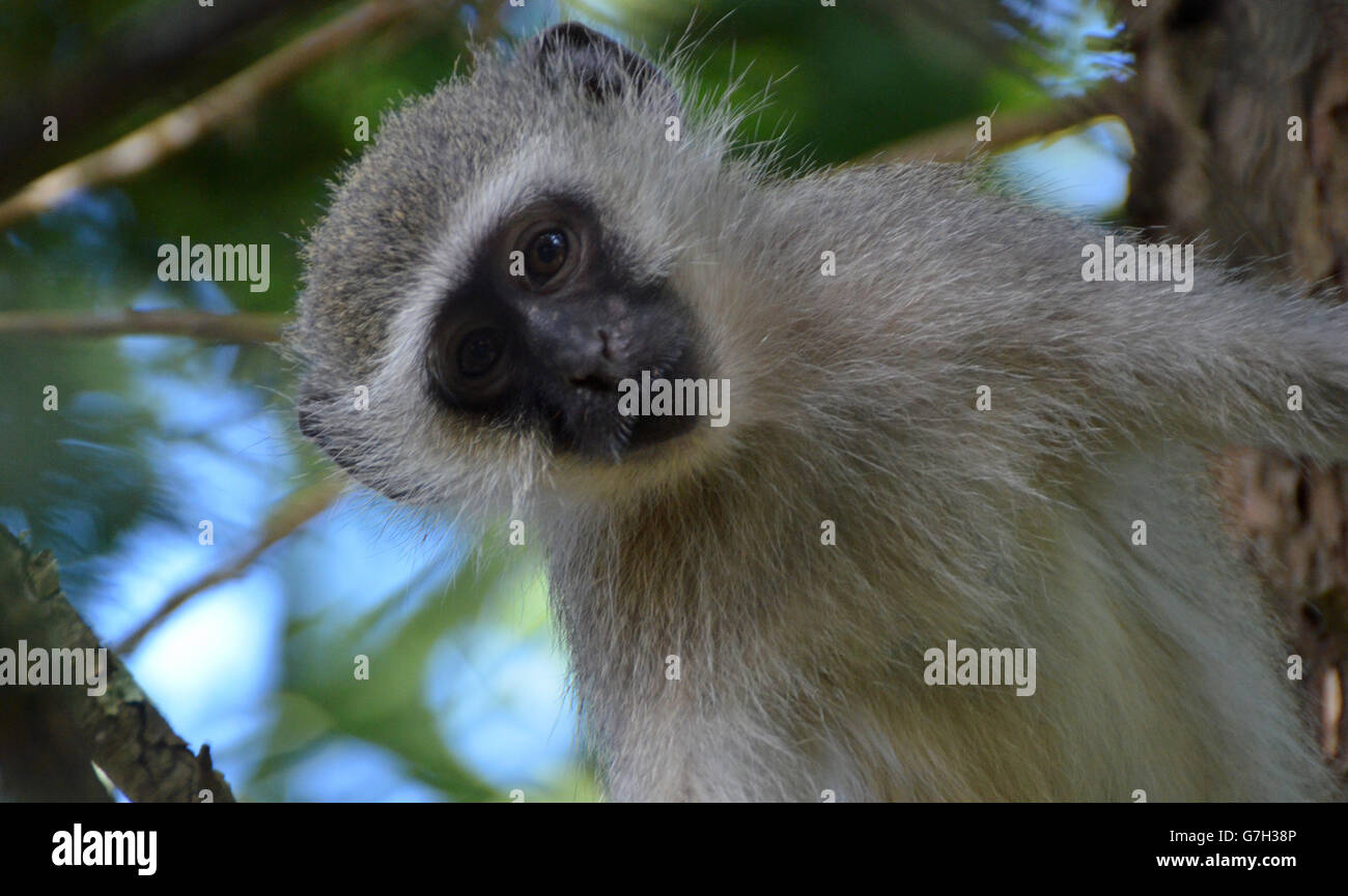 Friendly and inquisitive animals hi-res stock photography and images ...