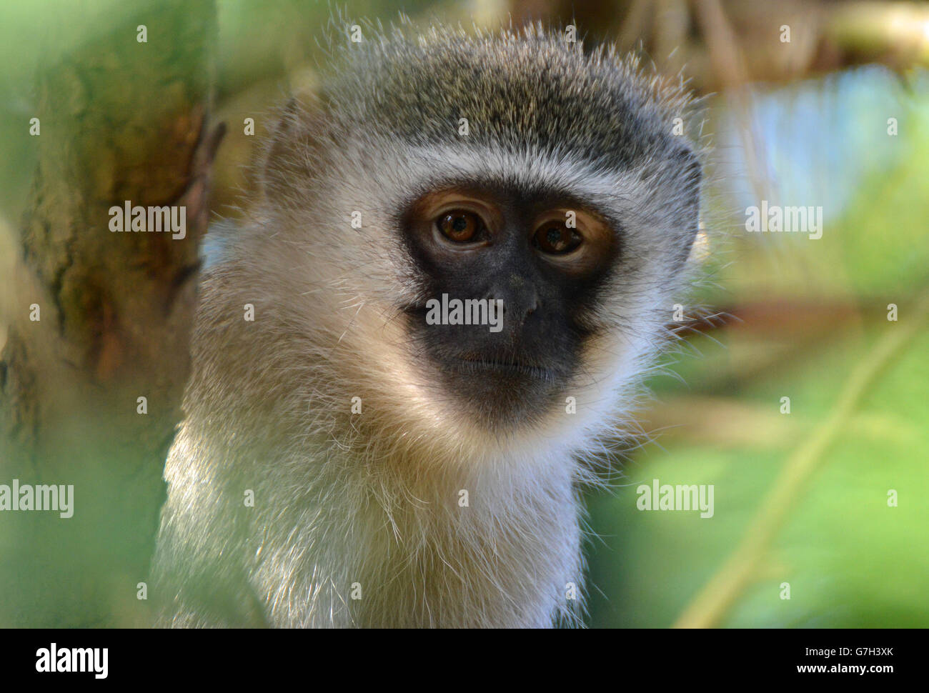 Vervet face hi-res stock photography and images - Alamy