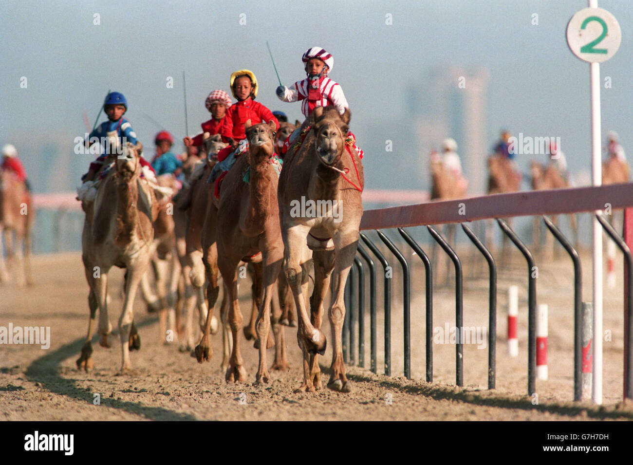 Camel Racing. Dubai. Camel racing Stock Photo - Alamy