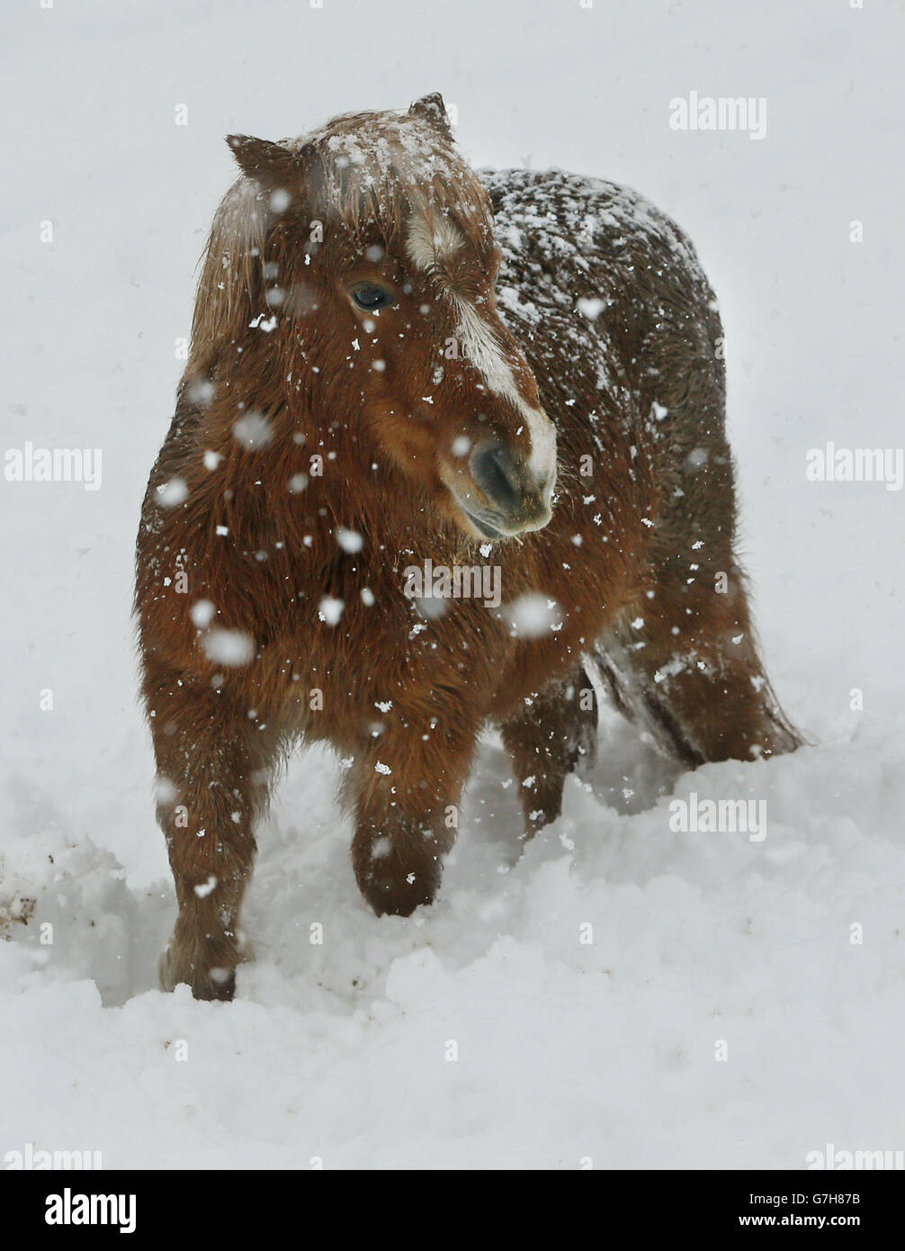Miniature shetland pony hi-res stock photography and images - Alamy
