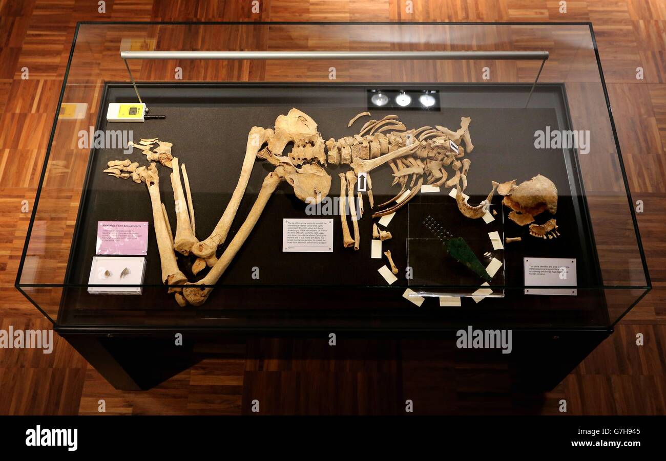 A view of the skeleton known as Racton Man at the Novium Museum in ...