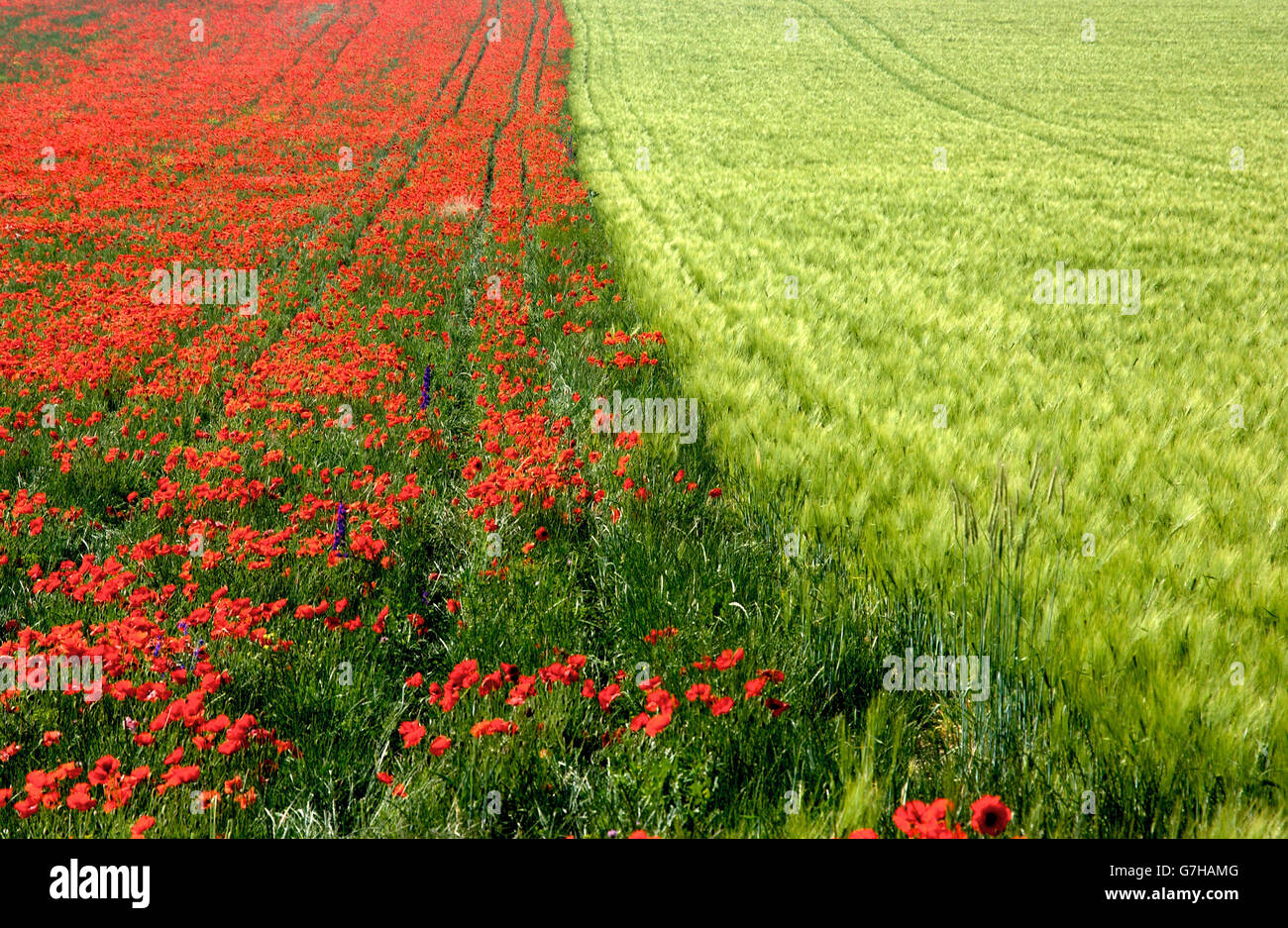 Mixed farming hi-res stock photography and images - Alamy