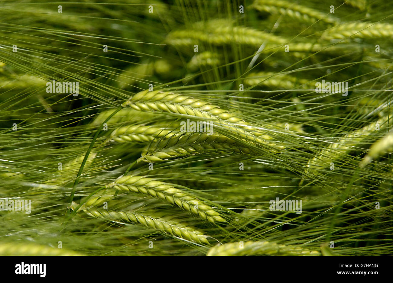 Barley (Hordeum vulgare) growing in a field, Auvergne, France, Europe ...