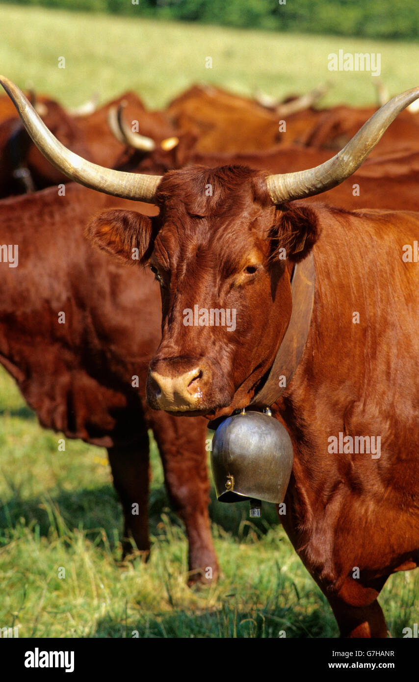 Salers breed of cow hi-res stock photography and images - Alamy