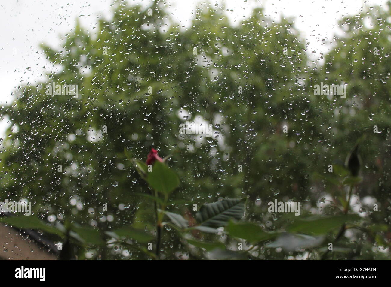 crystal drops of summer rain on glass of window and burgeons of rose ...