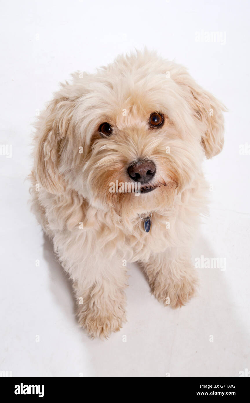 Tibetan terriers hi-res stock photography and images - Alamy