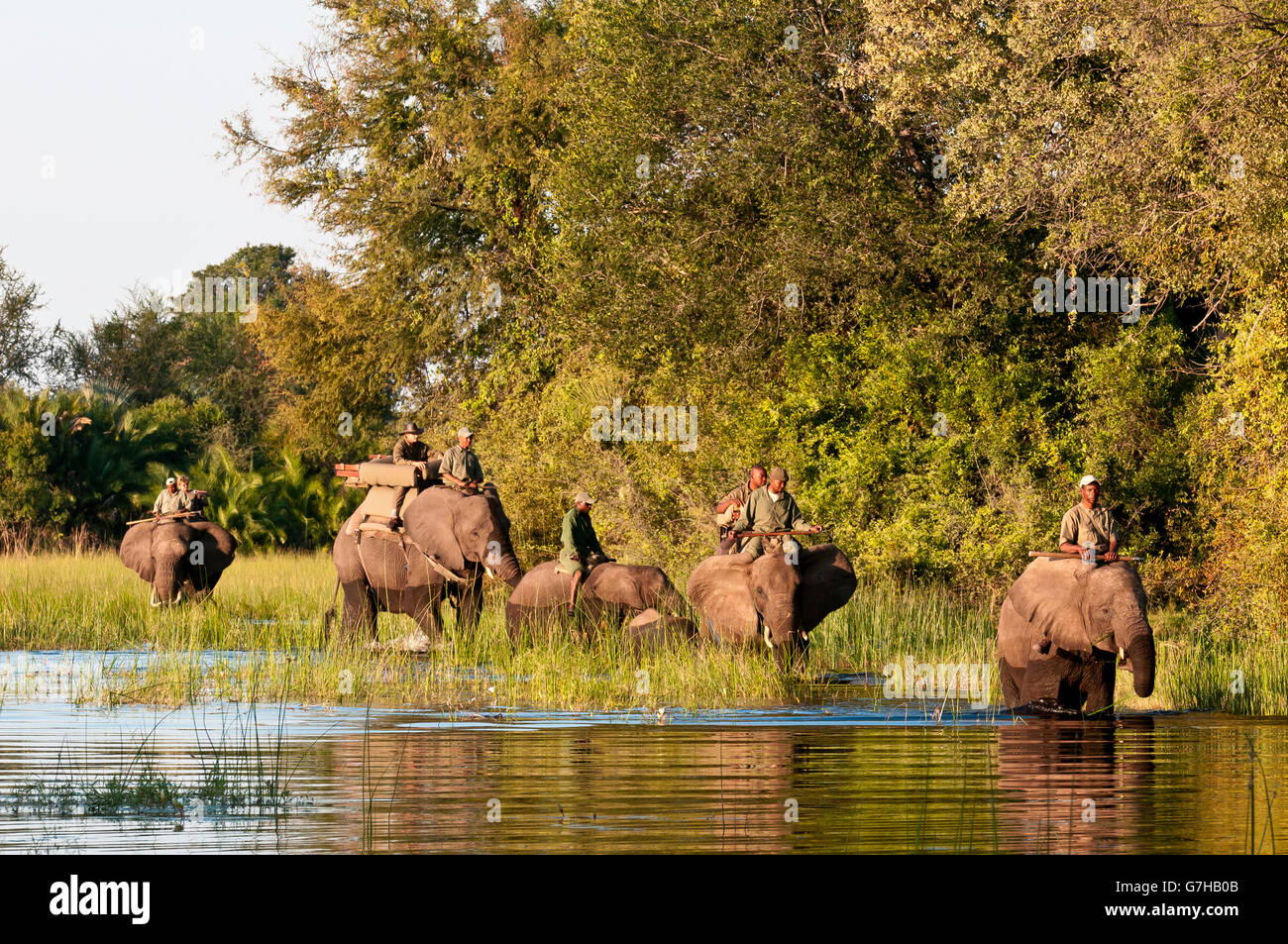 Elephant back safari, Abu Camp, Okavango Delta, Botswana, Africa Stock ...