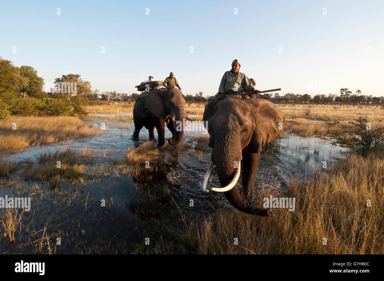Elephant back safari, Abu Camp, Okavango Delta, Botswana, Africa Stock ...