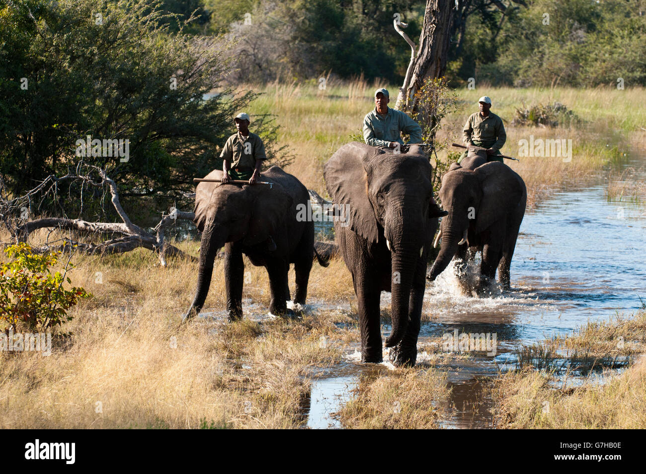 Elephant back safari, Abu Camp, Okavango Delta, Botswana, Africa Stock ...