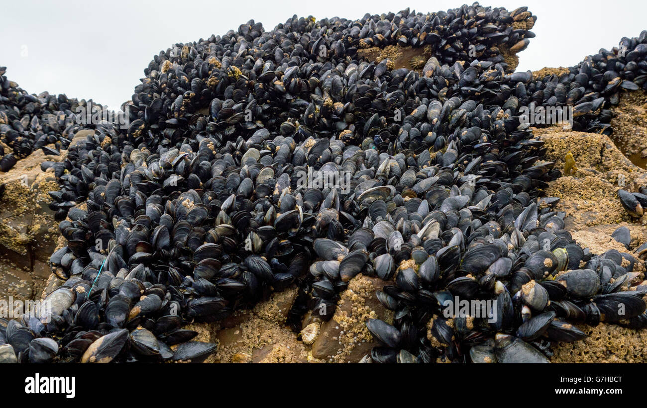 Shellfish Growing On Rocks High Resolution Stock Photography and Images ...