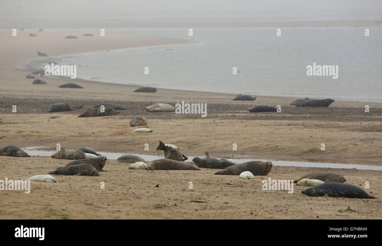 Seals lay on the beach at Blakeney Point, located on the National Trust ...
