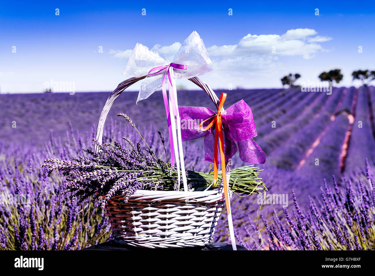 Lavender square decoration hi-res stock photography and images - Alamy