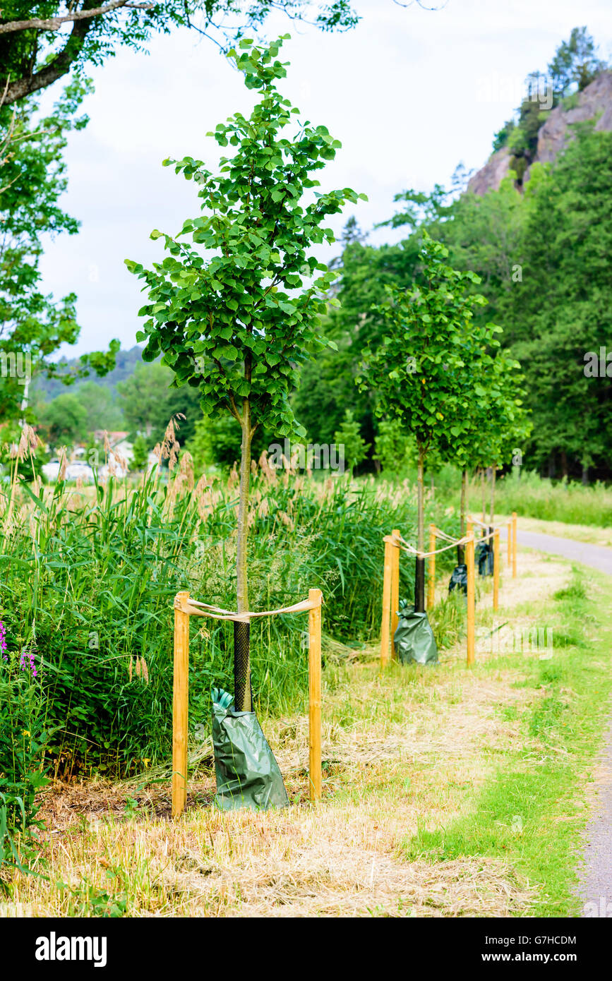 Row of newly planted trees along a walkway. Protective cover on the ...
