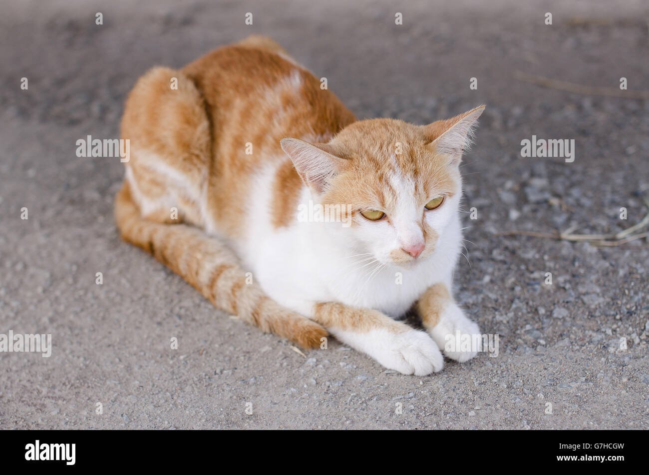 Cat boy hi-res stock photography and images - Alamy