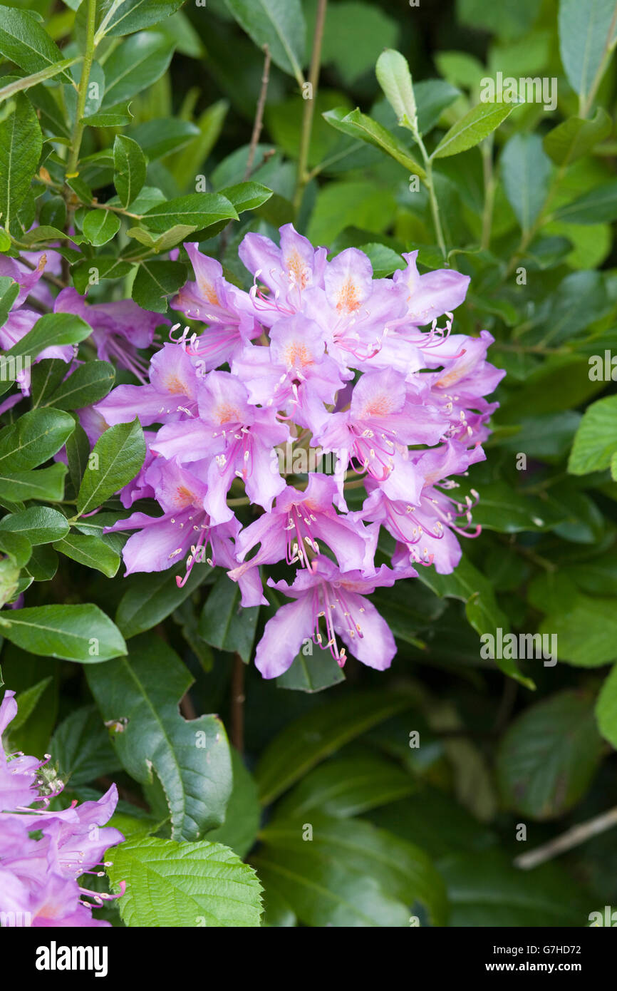 Rhododendron flowering hi-res stock photography and images - Alamy