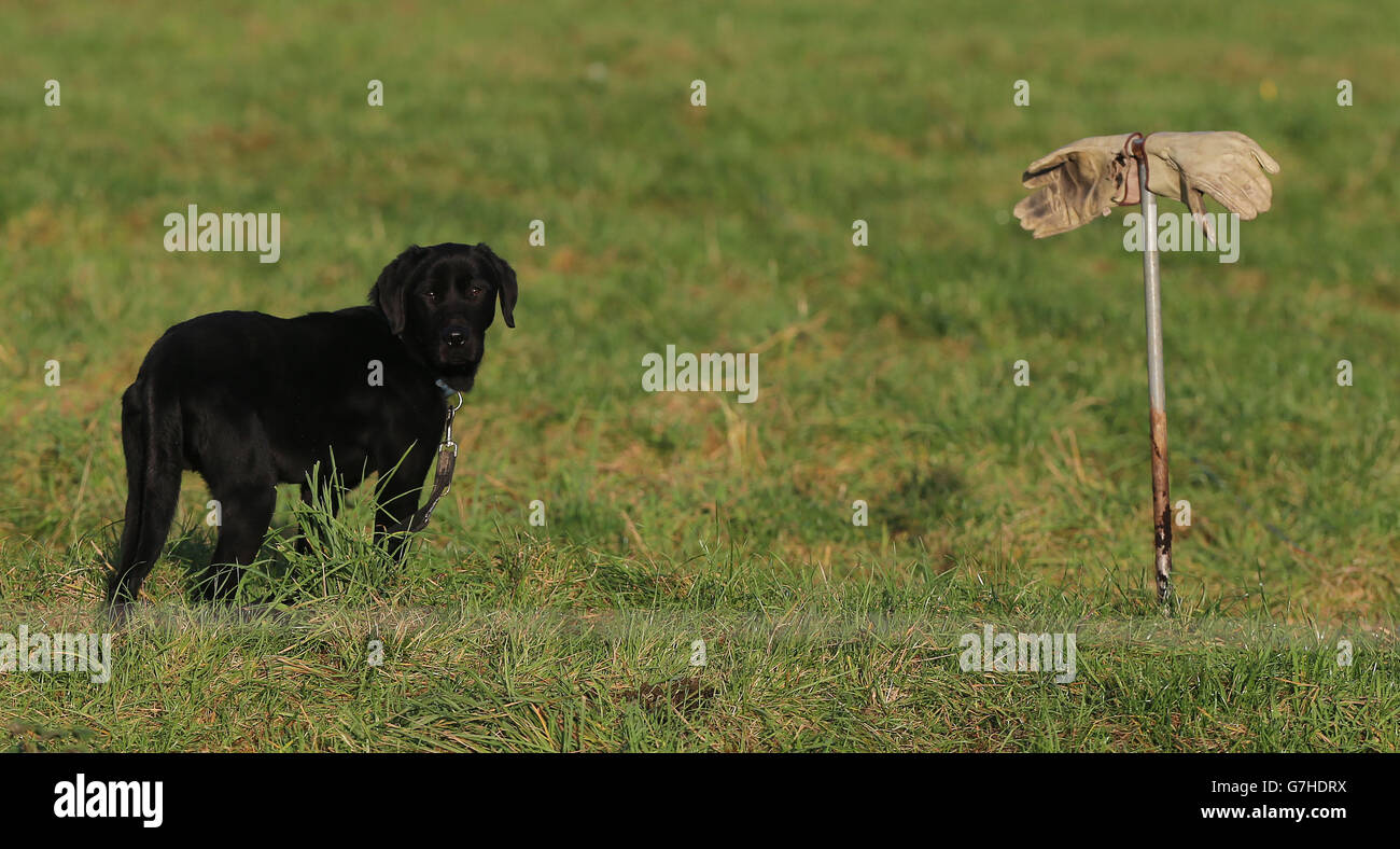 Are Cadaver Dogs Trained Fir Human Cadavers