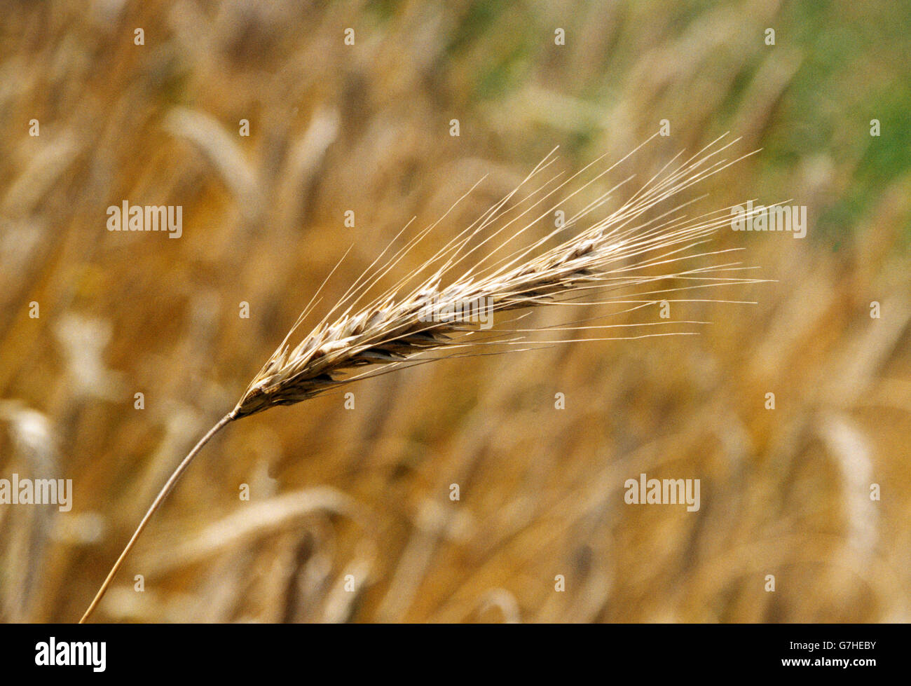 Long fiber hi-res stock photography and images - Alamy