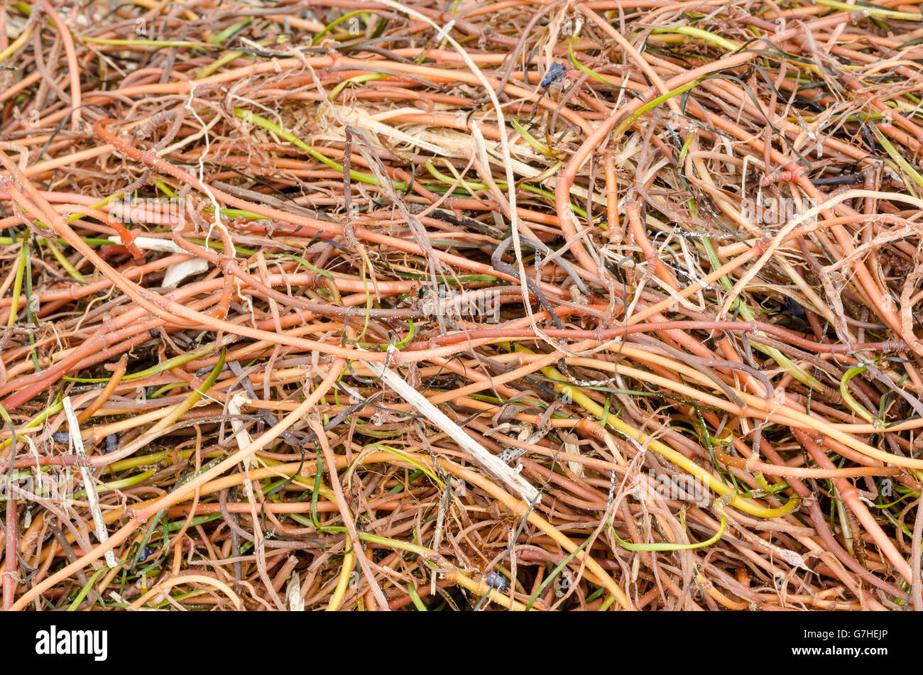 Full frame take of tangled sea weed stalks Stock Photo - Alamy