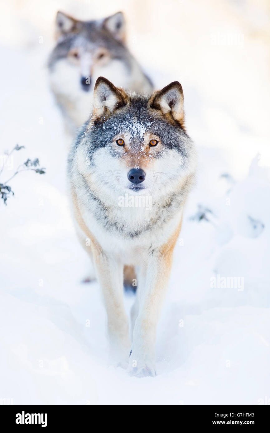 Two wolves in cold winter landscape Stock Photo - Alamy