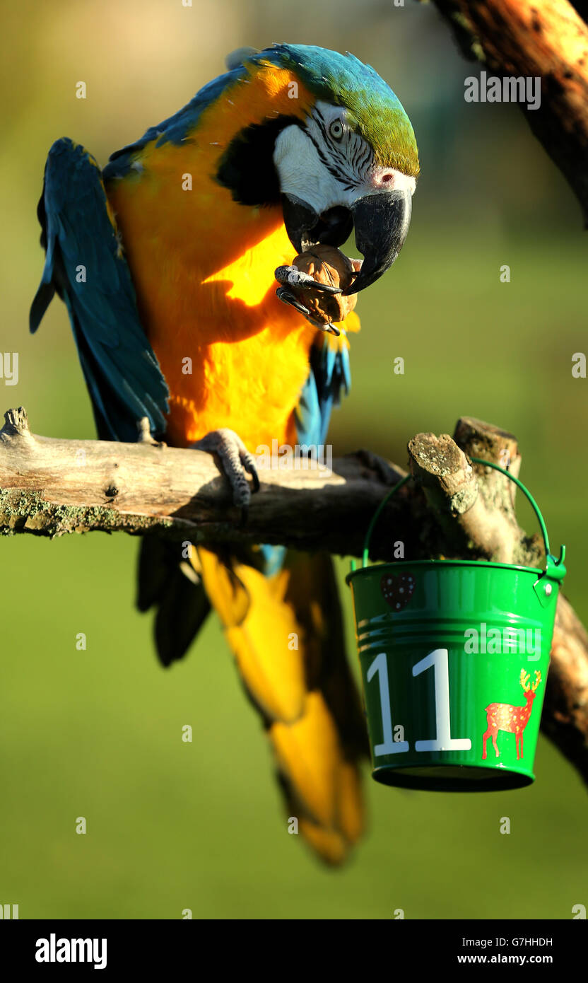 Animals at Whipsnade Stock Photo - Alamy