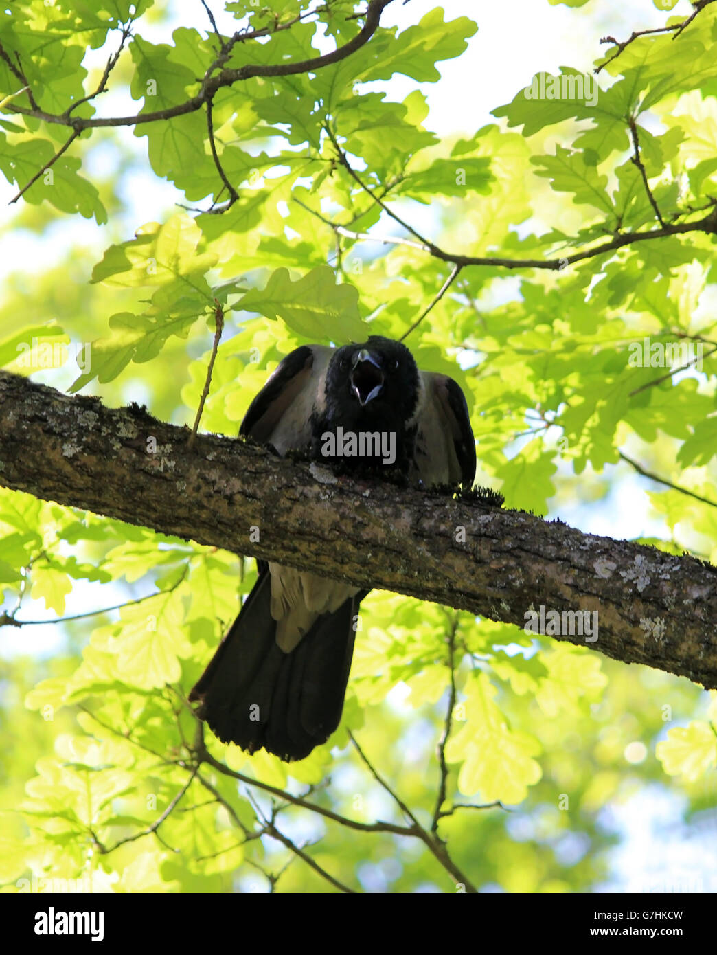 Single crow Corvus corone are croaking on a tree oak, Gatchina, Russia ...