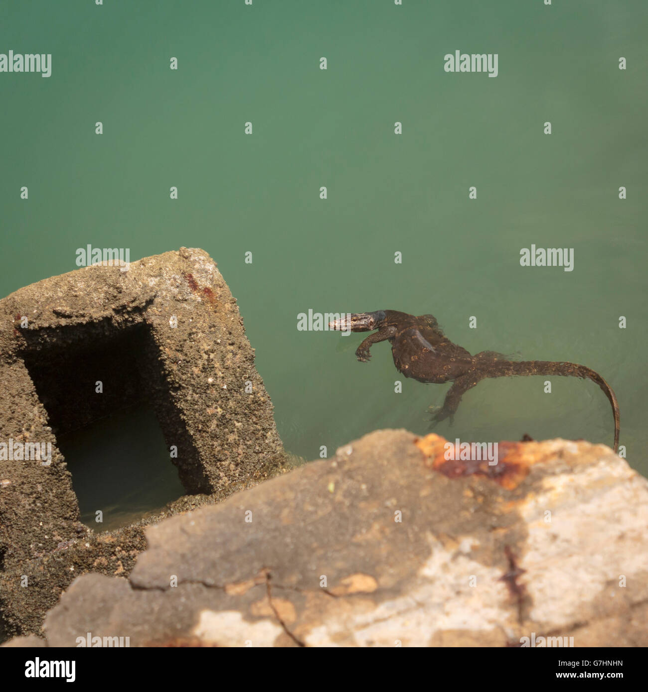 Undisturb wildlife hi-res stock photography and images - Alamy
