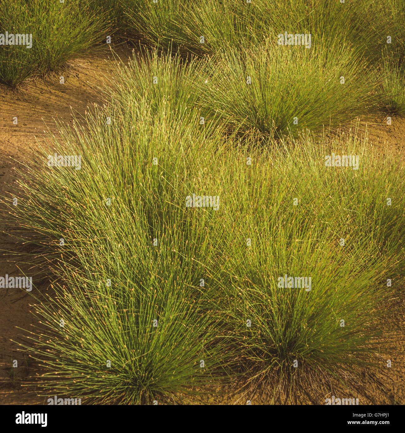 Spiky grass hi-res stock photography and images - Alamy