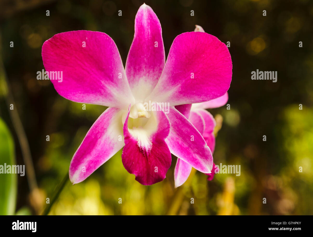 Orchid shapes hi-res stock photography and images - Alamy