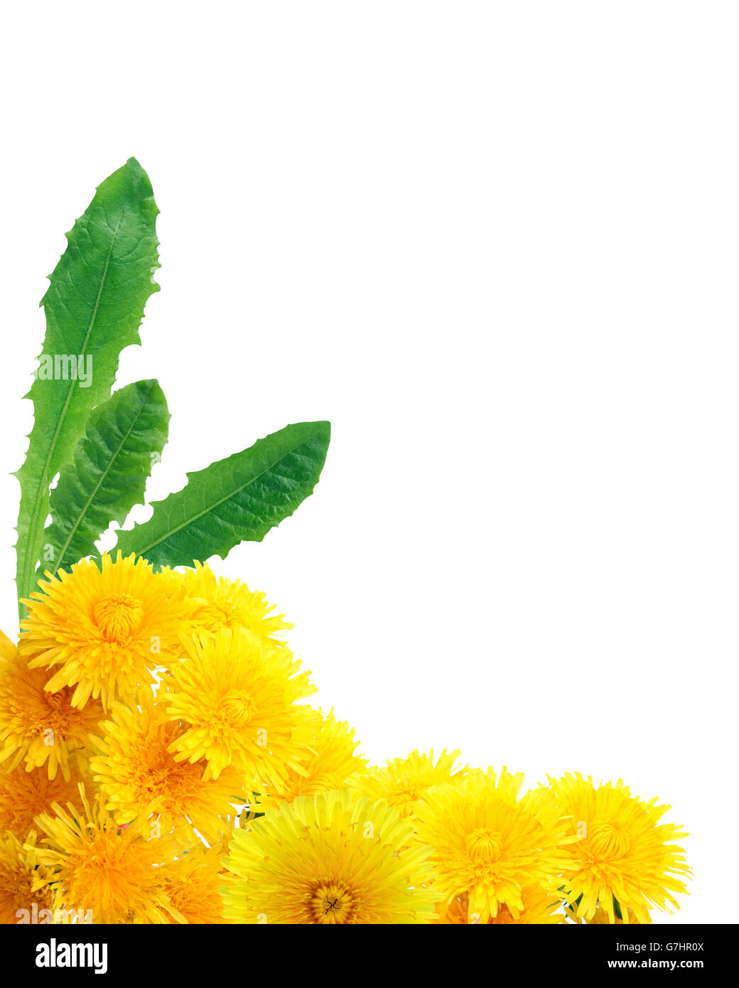 Nice border made from yellow dandelion flowers on white background ...