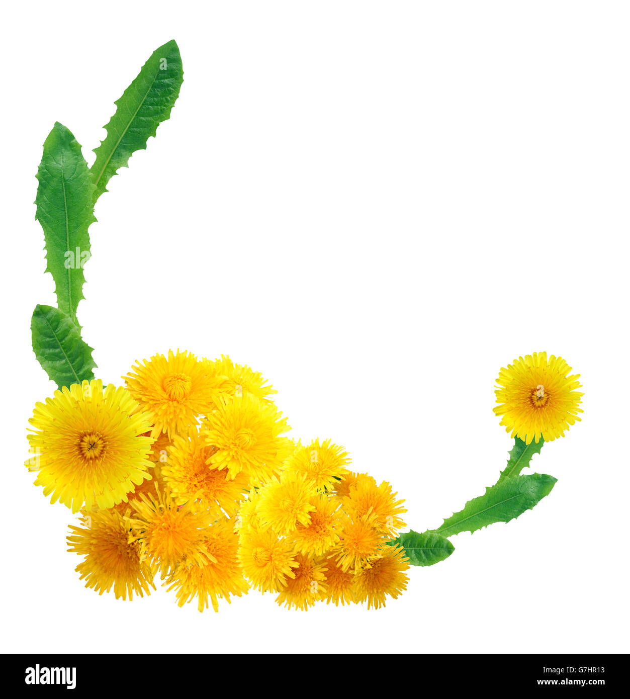 Nice border made from yellow dandelion flowers on white background ...