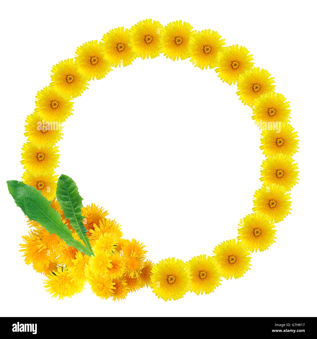 Nice border made from yellow dandelion flowers on white background ...