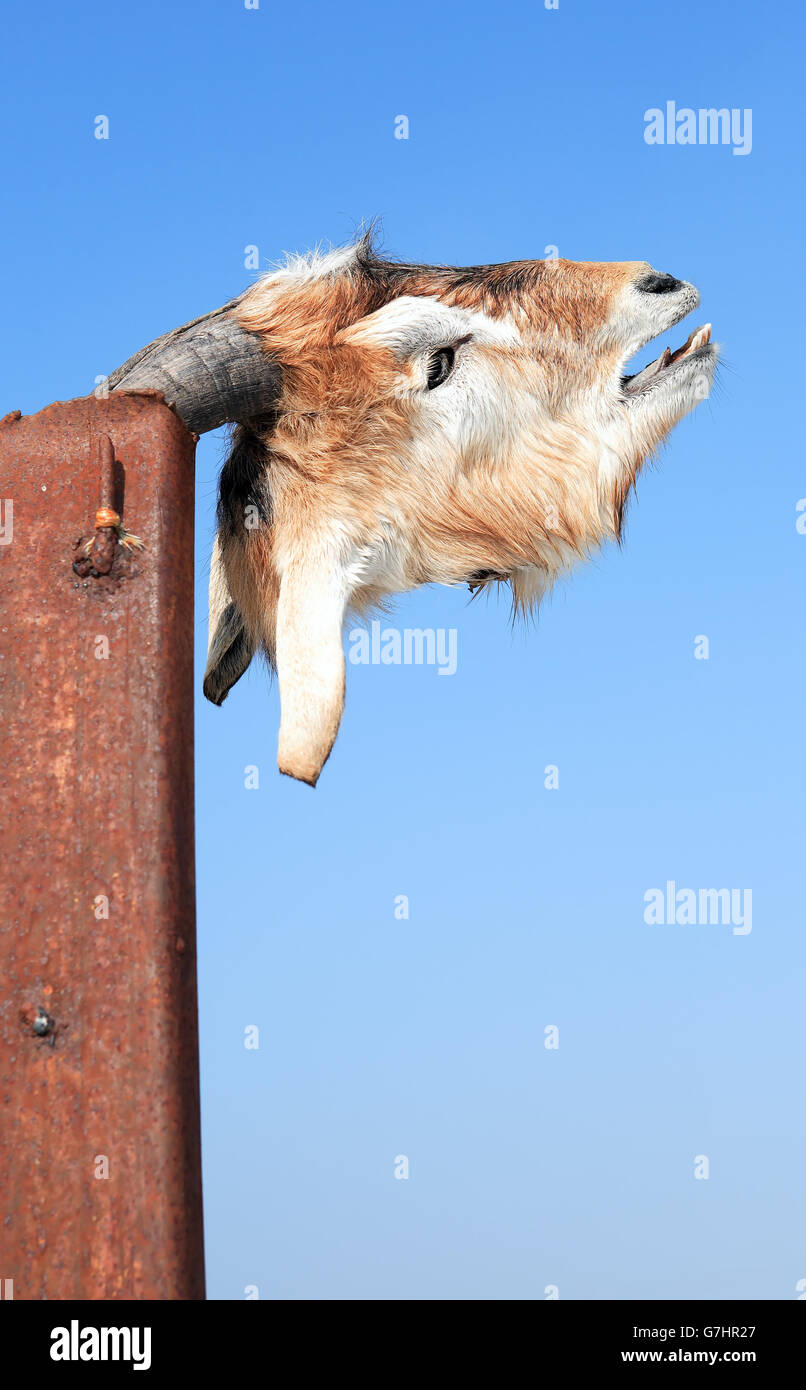 Dead goat hi-res stock photography and images - Alamy