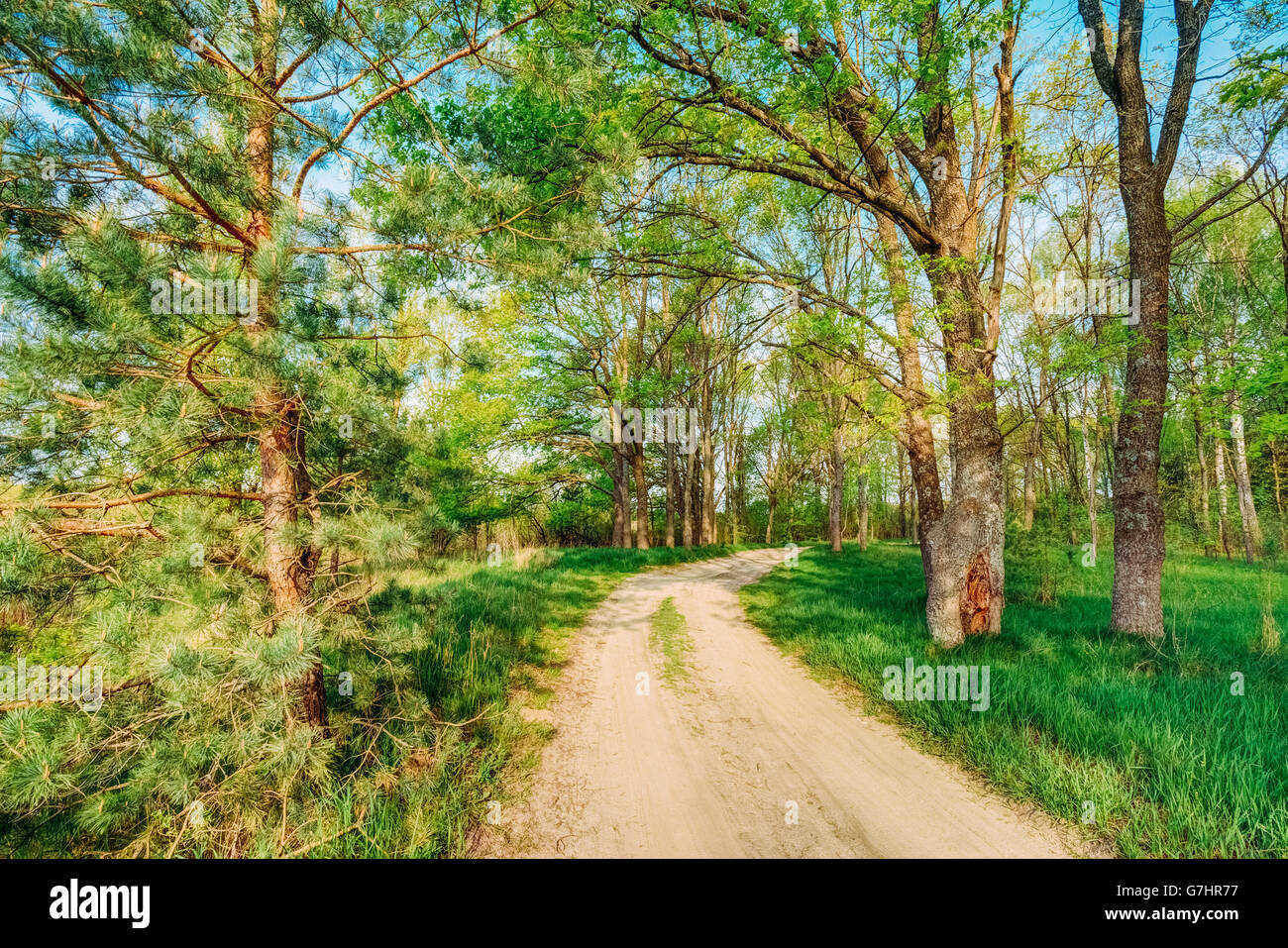 Pathway in green forest hi-res stock photography and images - Alamy