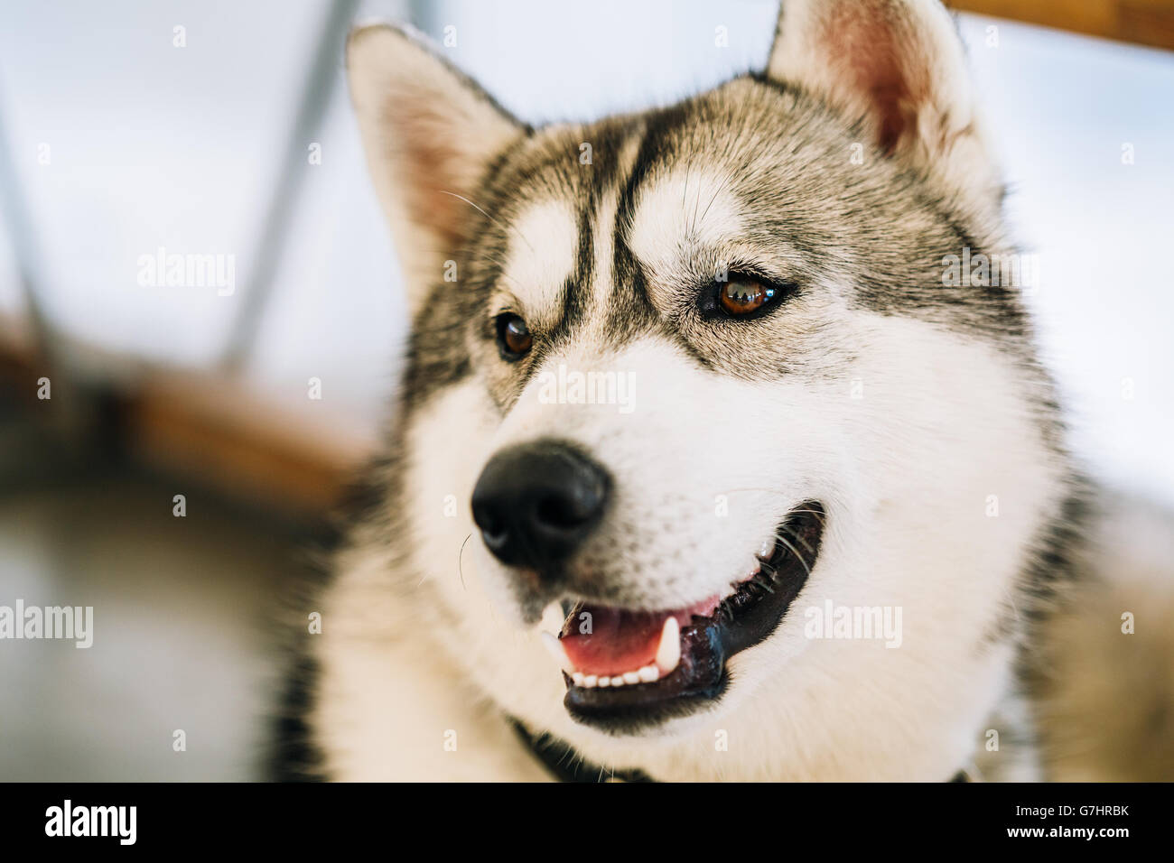 Gray Adult Siberian Husky Dog (Sibirsky husky) close up portrait Stock ...