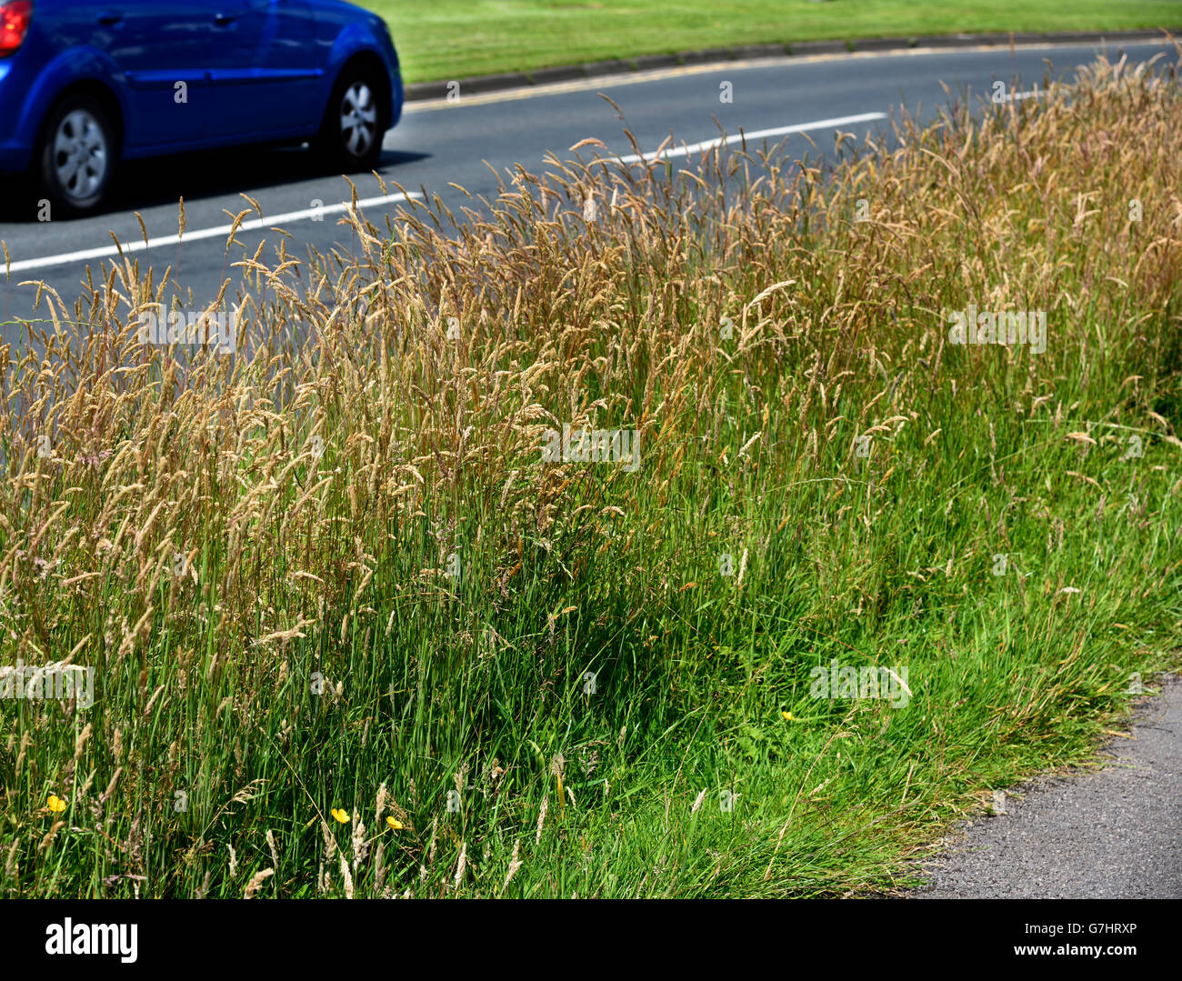 Driving on grass hi-res stock photography and images - Alamy