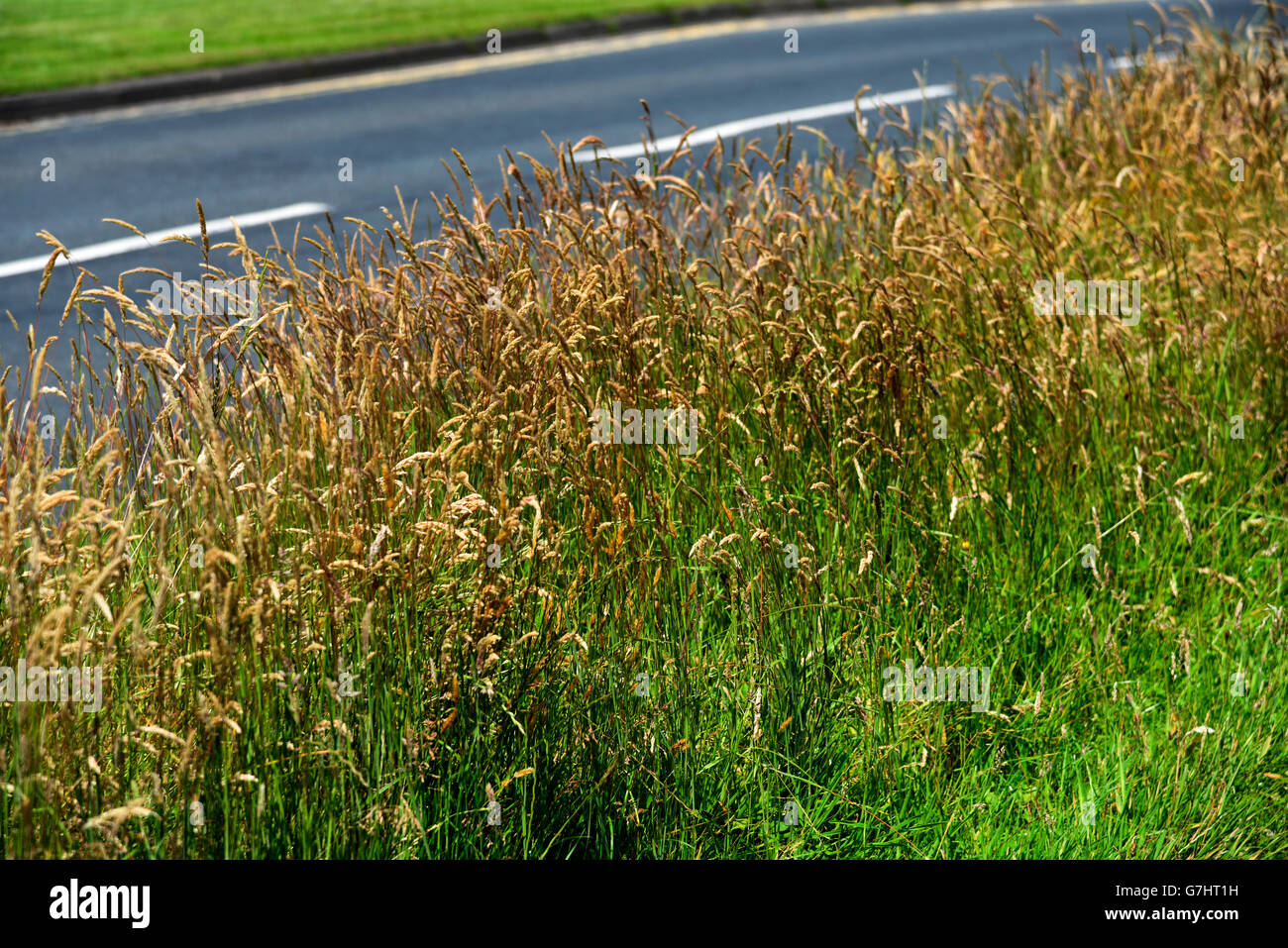 Driving on grass hi-res stock photography and images - Alamy