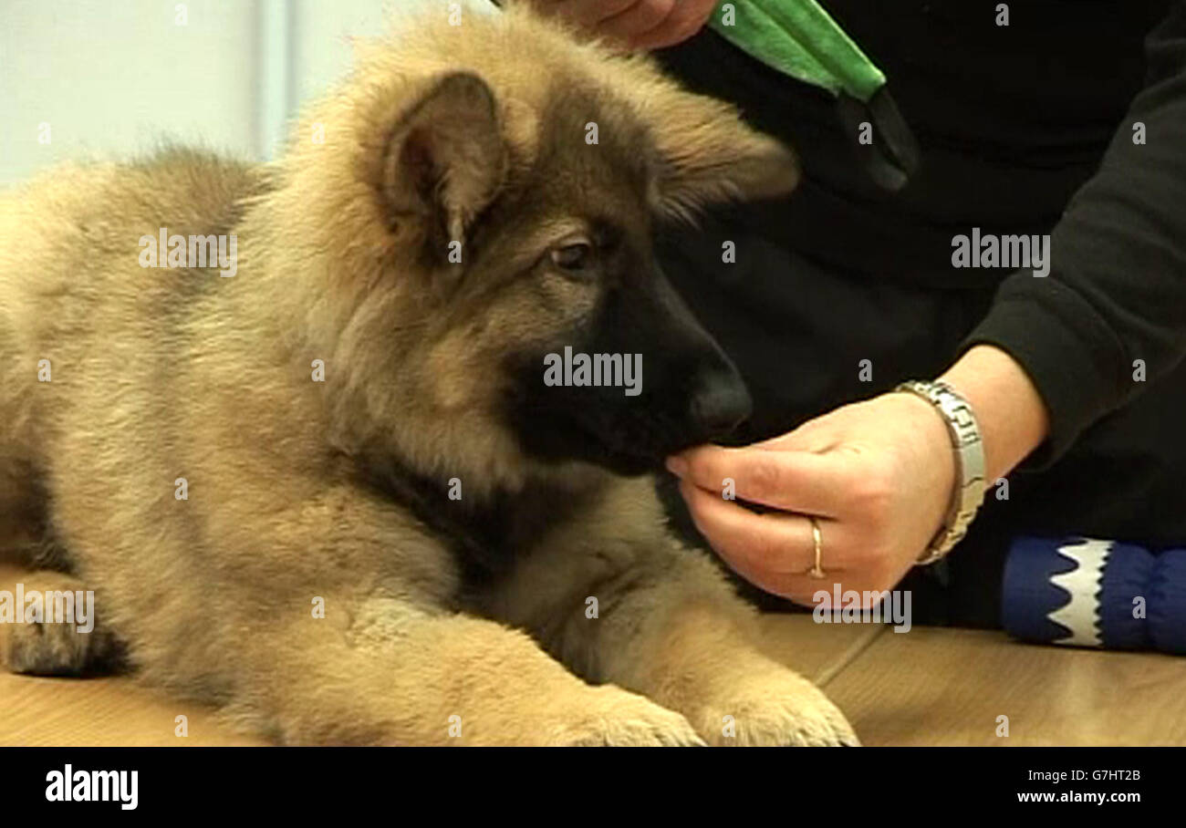 New police dog for Police Scotland Stock Photo - Alamy
