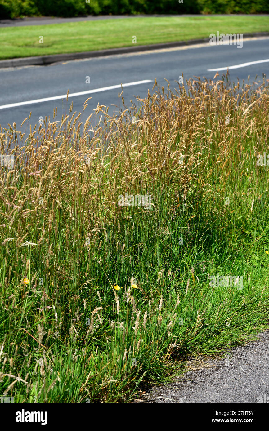 overgrown grass on kerbside of road Stock Photo - Alamy