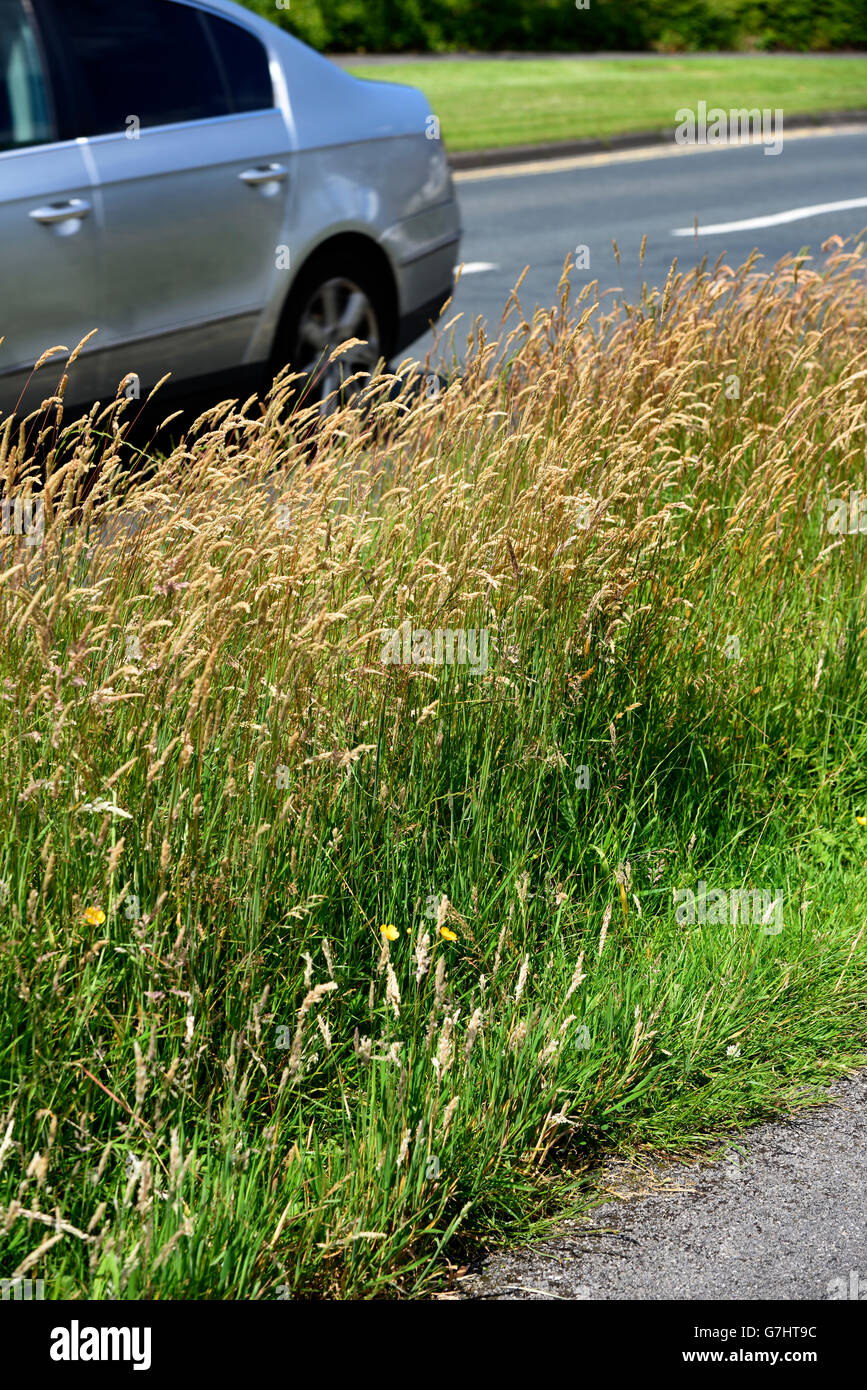 overgrown grass on kerbside of road Stock Photo - Alamy