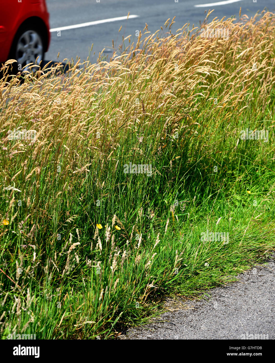 overgrown grass on kerbside of road Stock Photo - Alamy
