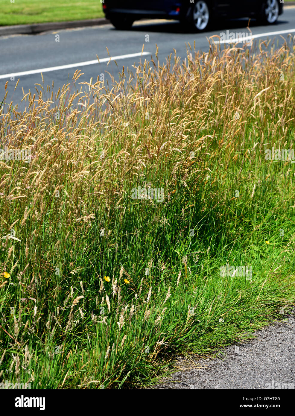 overgrown grass on kerbside of road Stock Photo - Alamy
