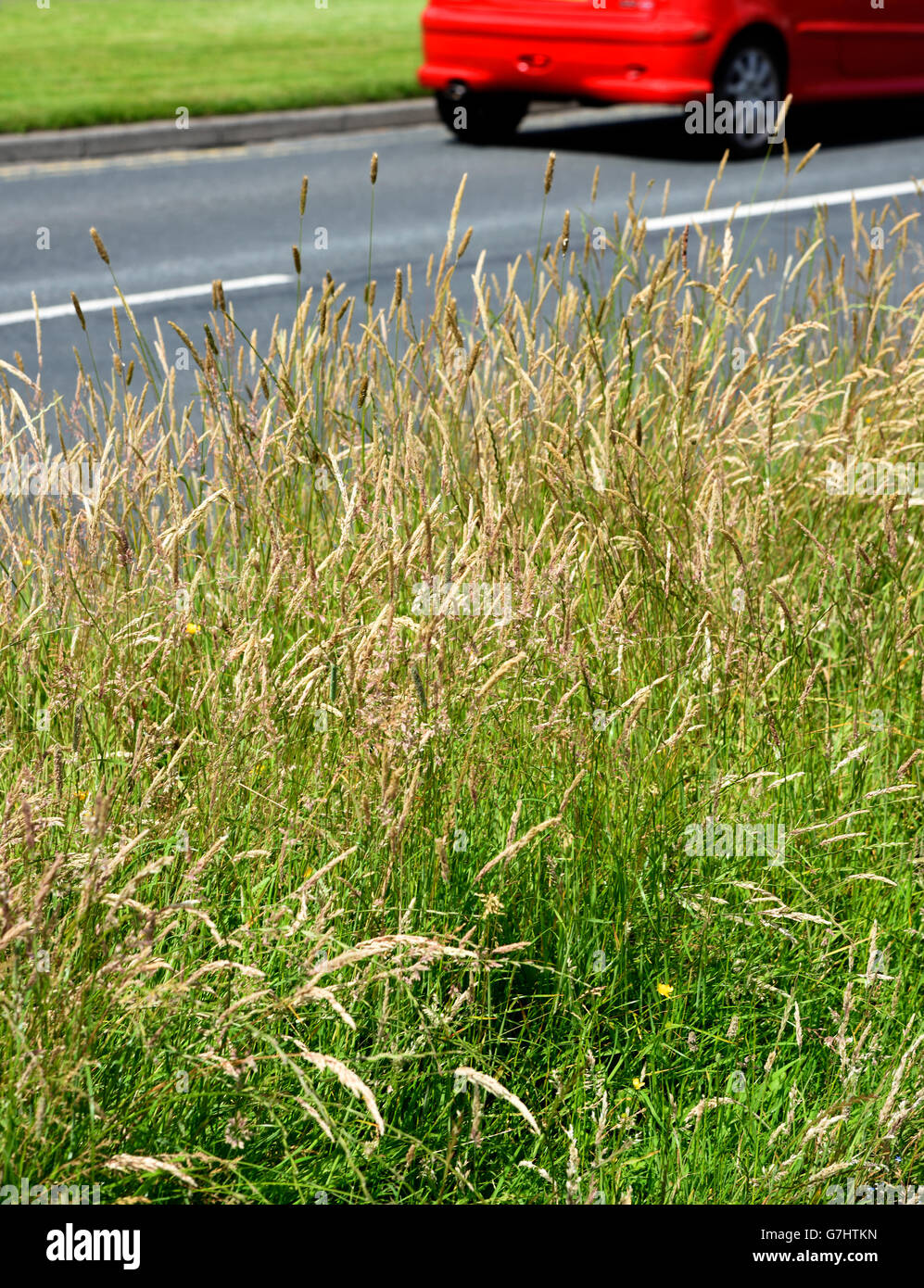 overgrown grass on kerbside of road Stock Photo - Alamy