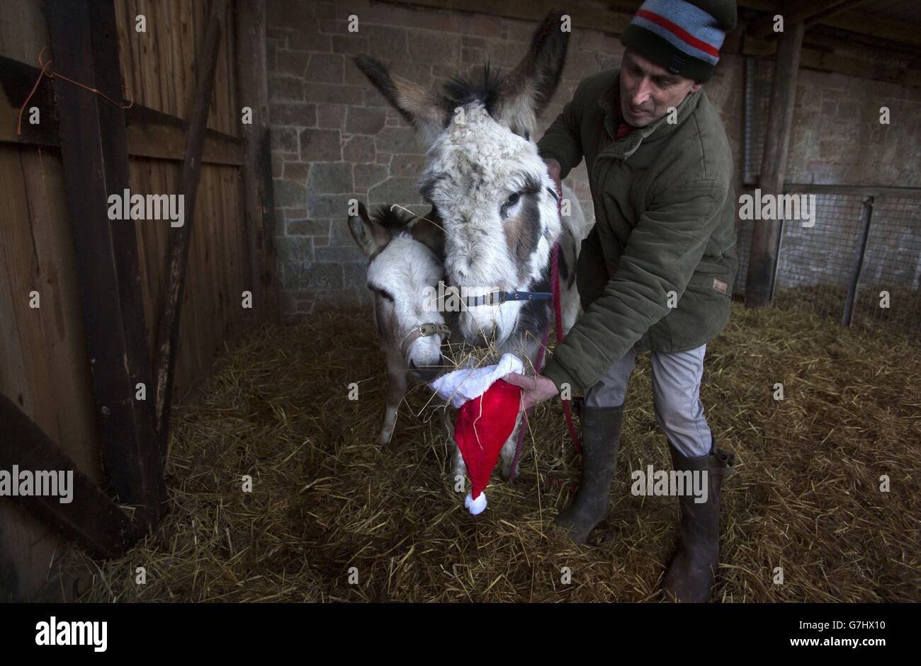 Donkeys celebrate Christmas Stock Photo - Alamy