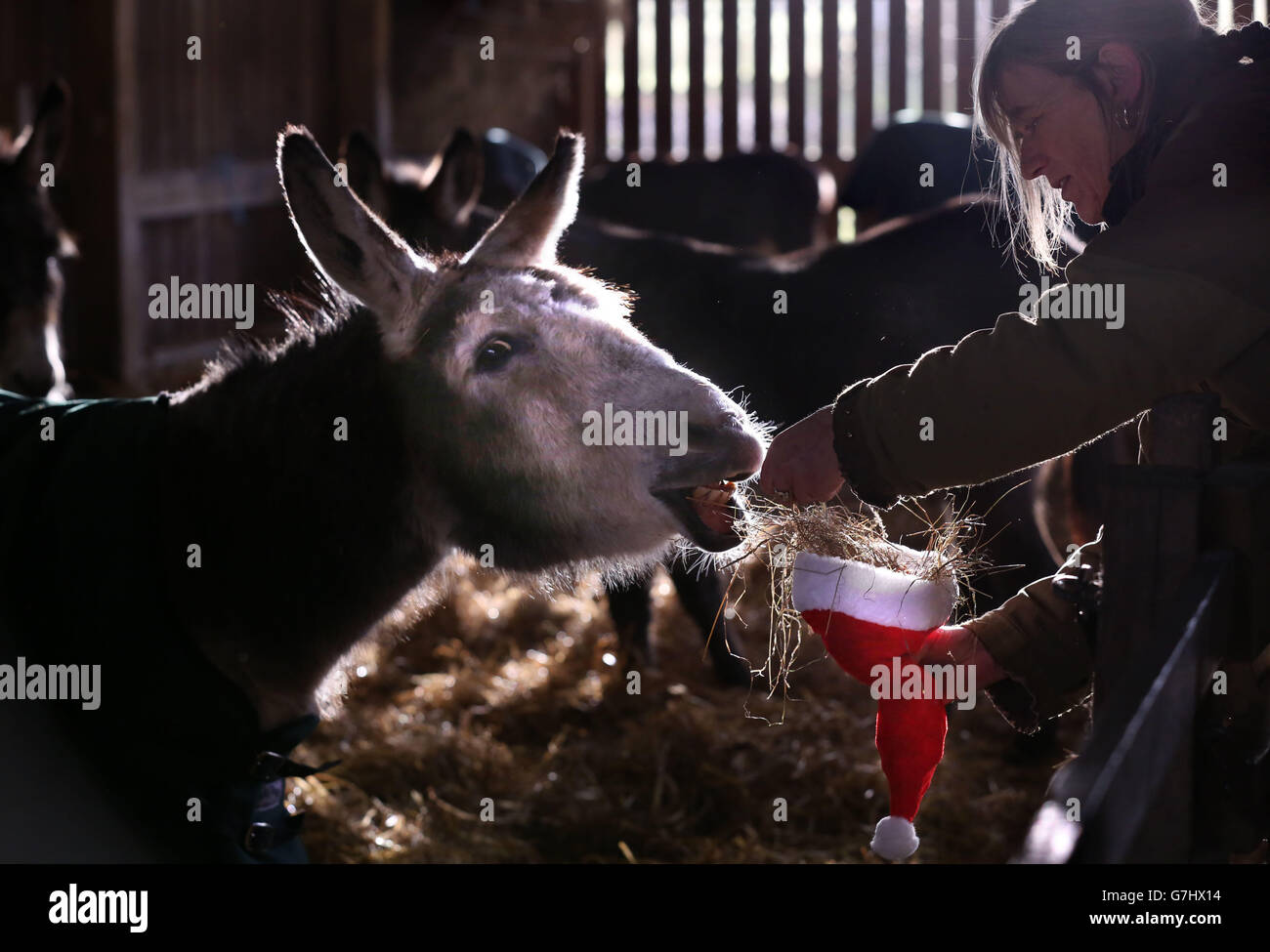 Donkeys celebrate Christmas Stock Photo - Alamy