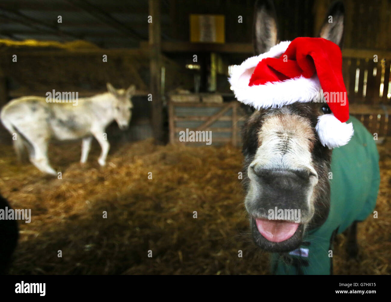 Donkey sanctuary christmas hi-res stock photography and images - Alamy
