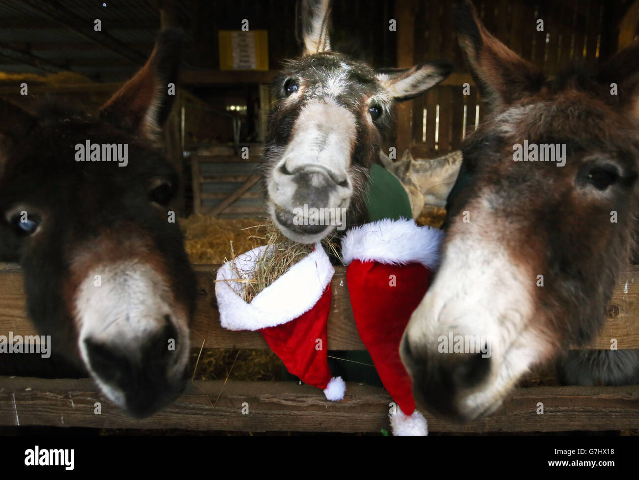 Donkeys celebrate Christmas Stock Photo - Alamy