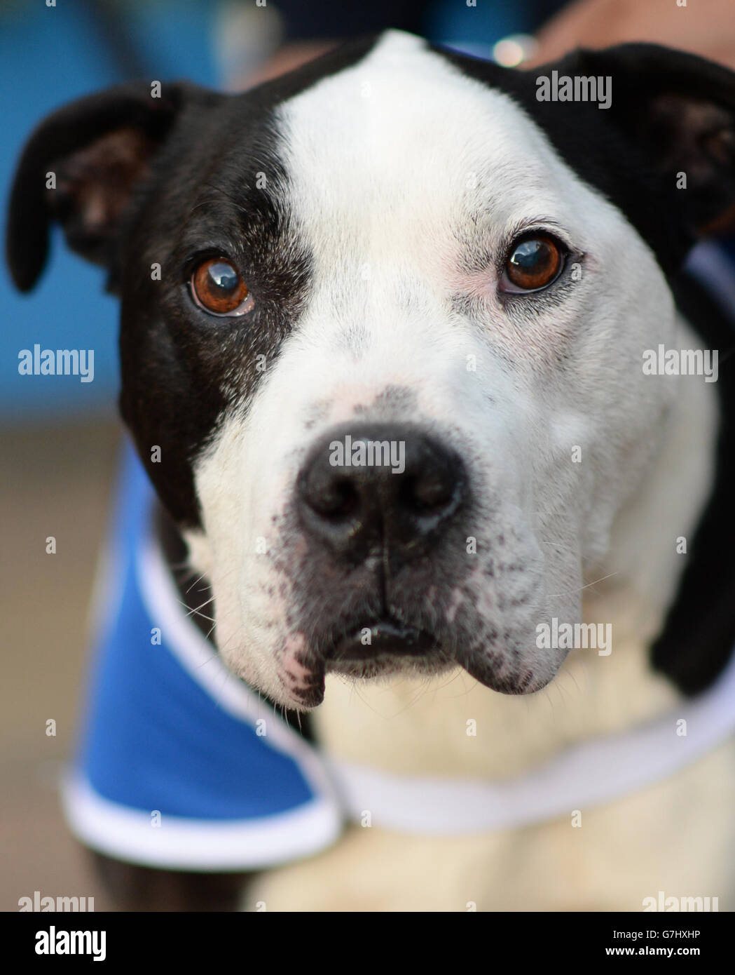 Animals without homes at Battersea Stock Photo - Alamy