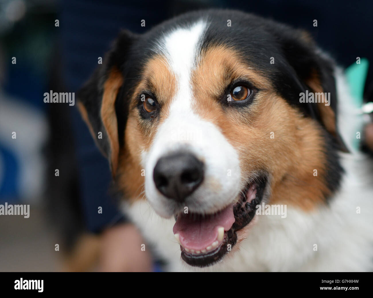 Animals without homes at Battersea Stock Photo - Alamy