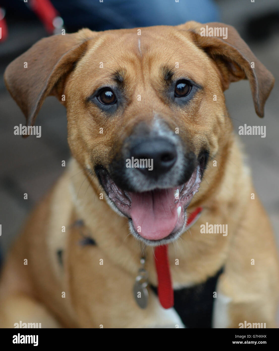 Animals without homes at Battersea Stock Photo - Alamy